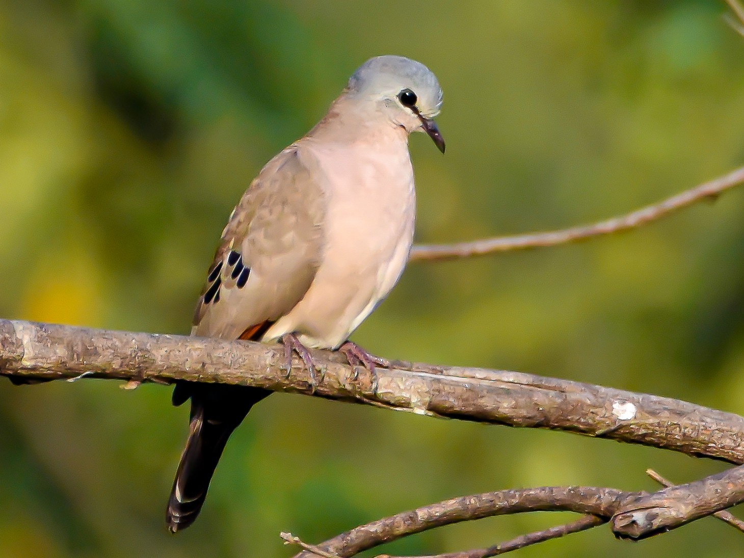 Black-billed Wood-Dove - eBird
