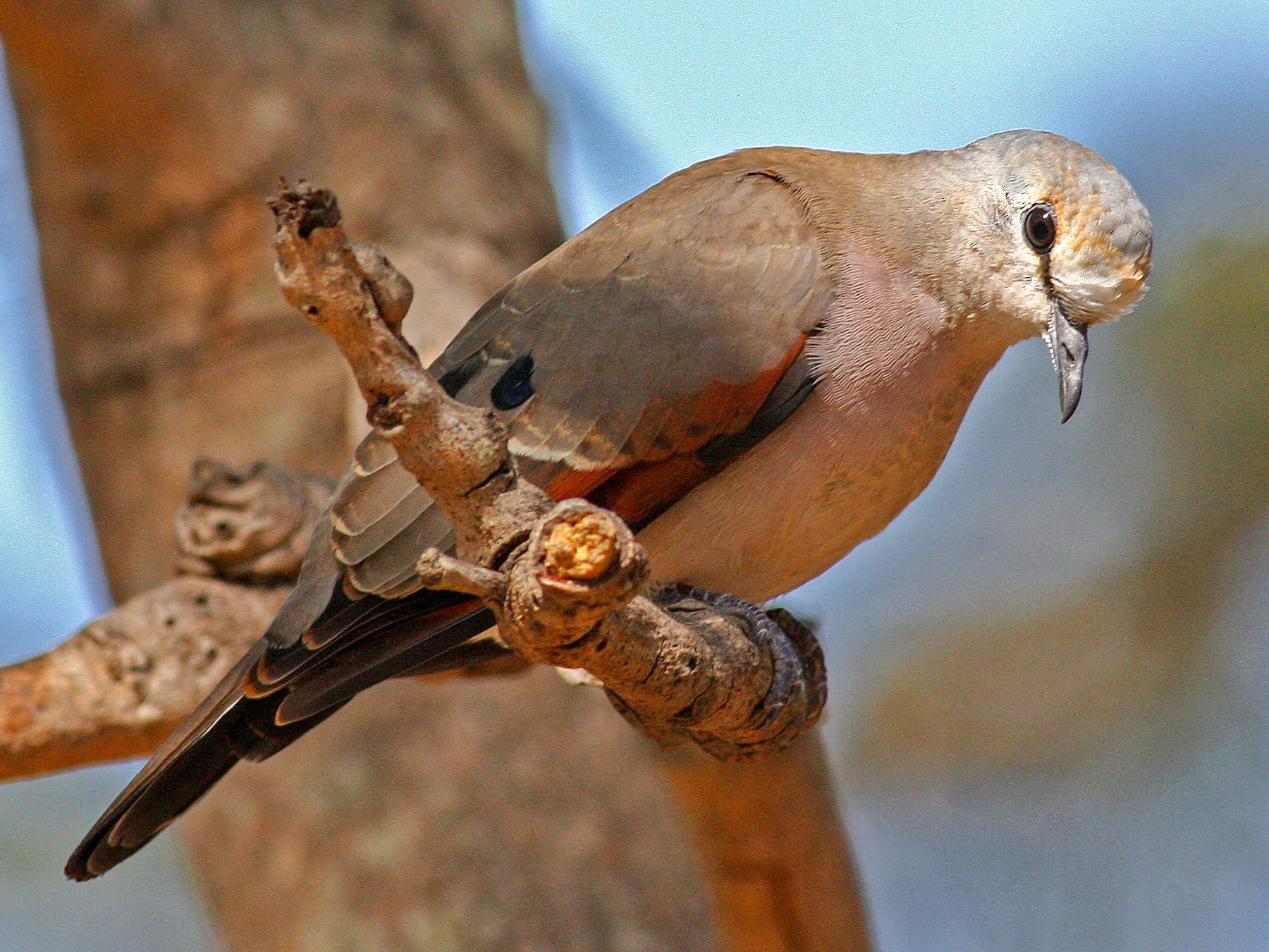 Black-billed Wood Dove - eBird
