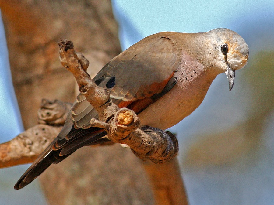 Black-billed Wood-Dove - eBird