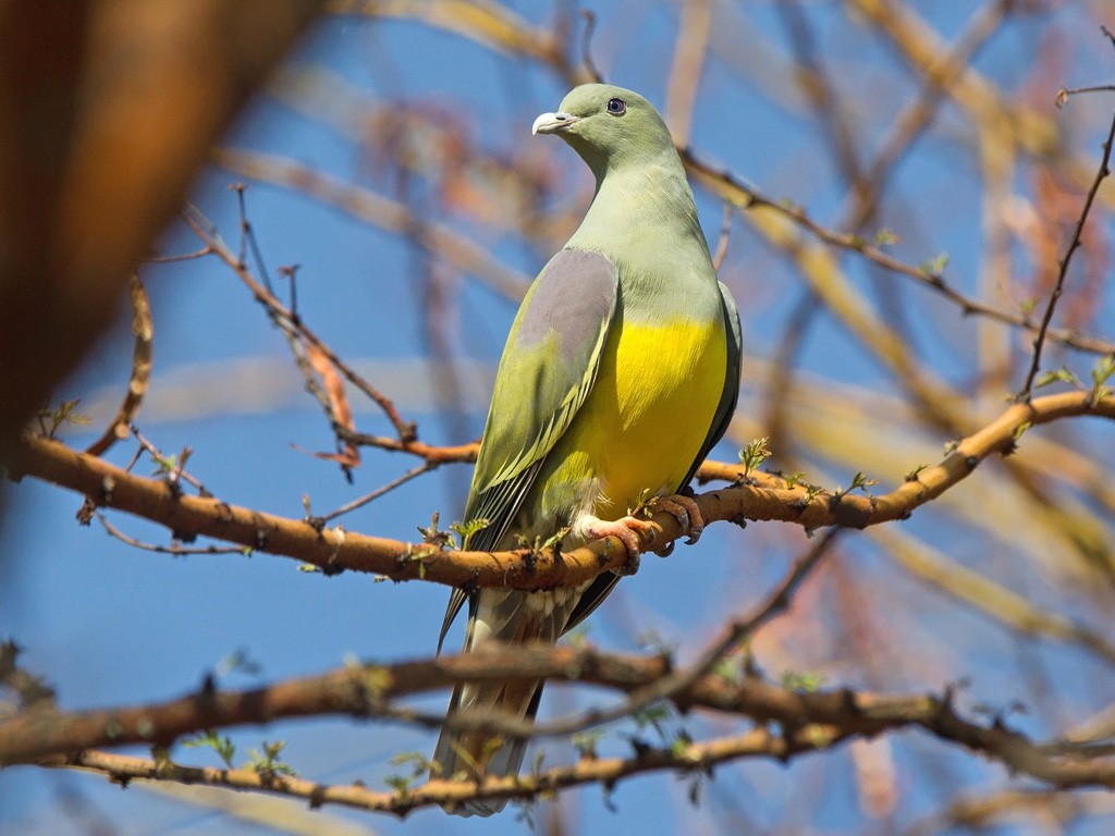 Bruce's Green-Pigeon - eBird