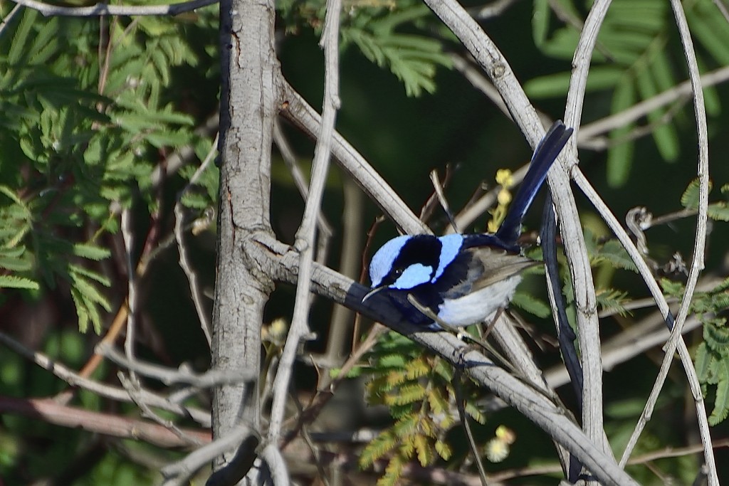 eBird Checklist - 20 Jun 2020 - Spring Farm - 23 species (+1 other taxa)