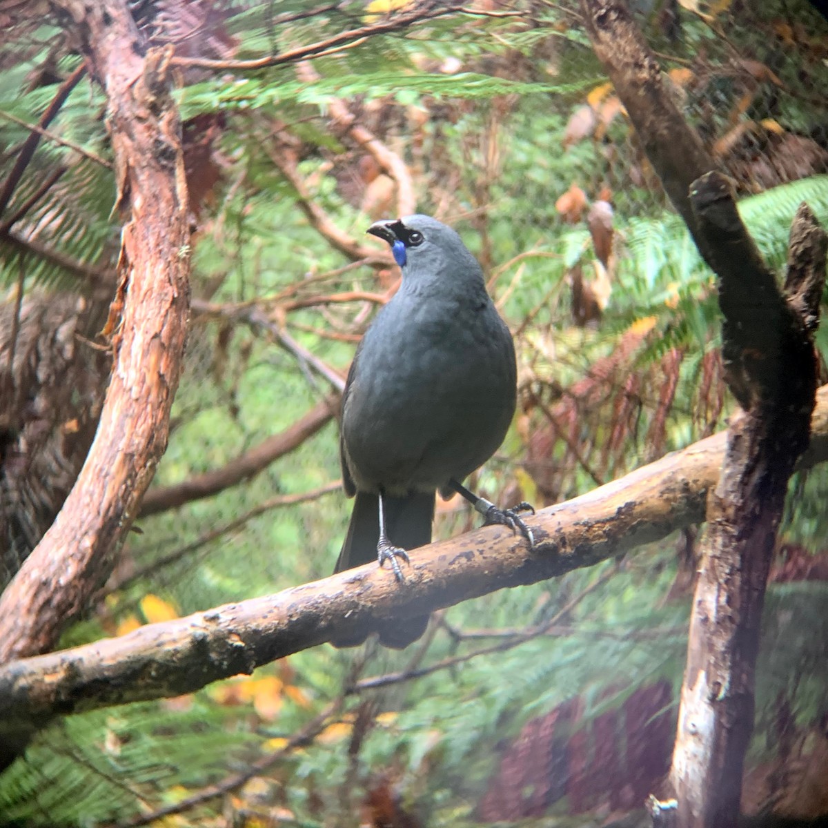 eBird Checklist - 20 Jun 2020 - Pūkaha Mt Bruce National Wildlife ...