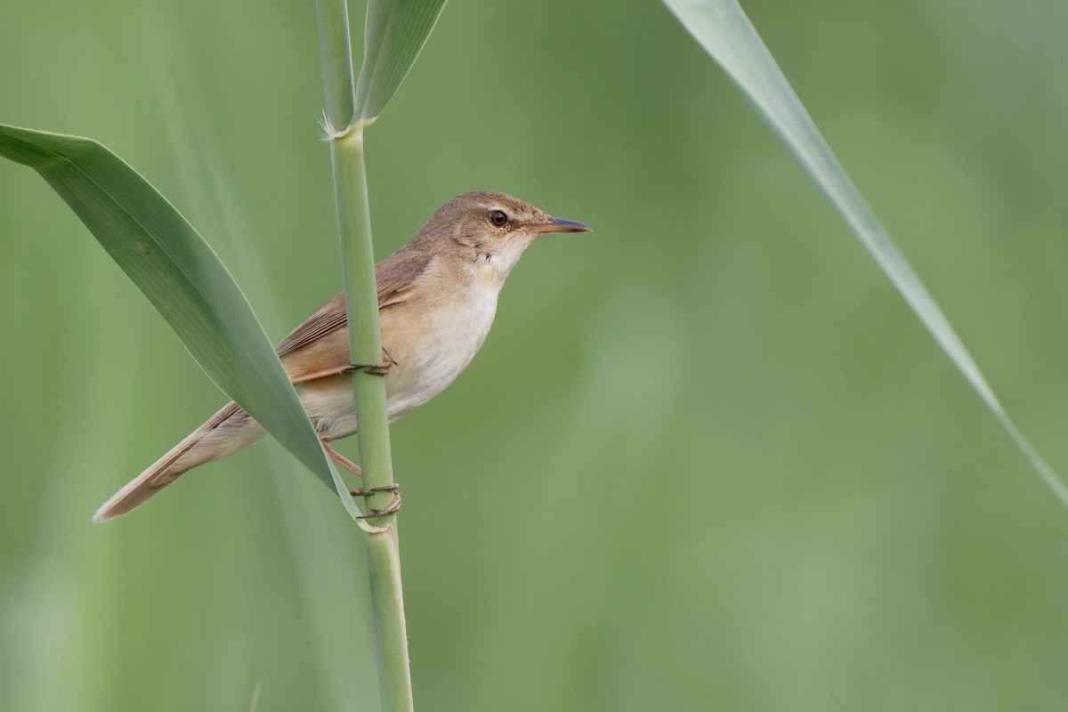 Media Search - Macaulay Library and eBird