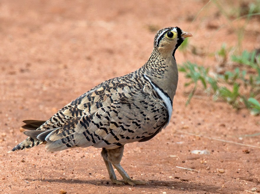 Black-faced Sandgrouse - eBird