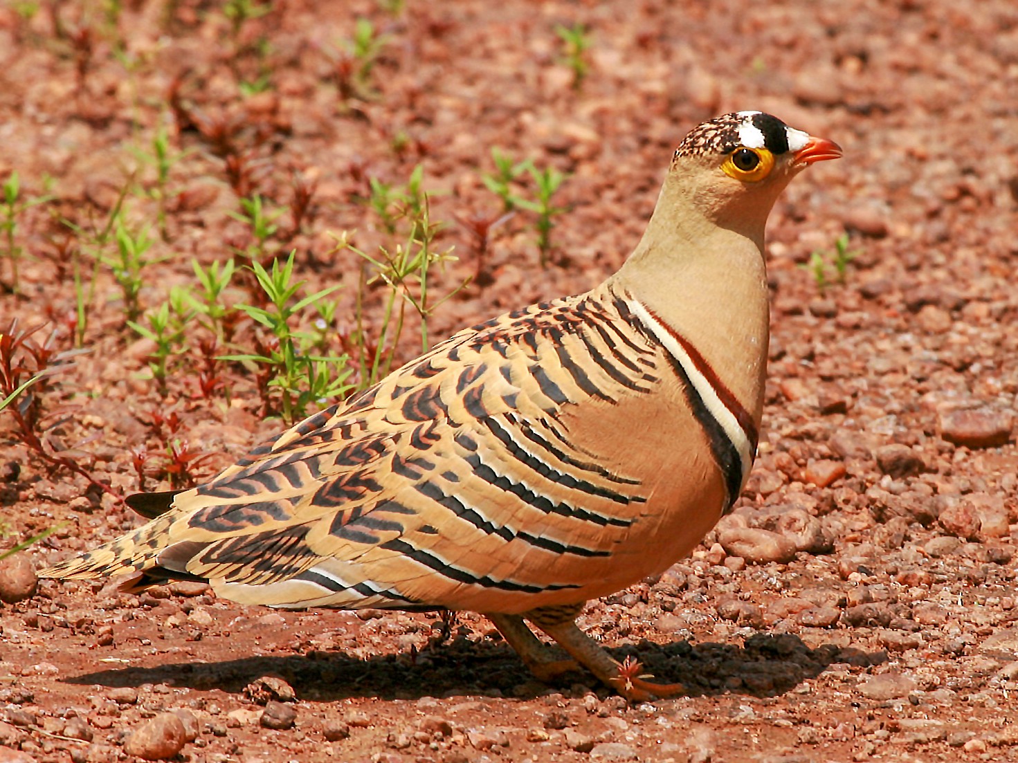 Four-banded Sandgrouse - eBird