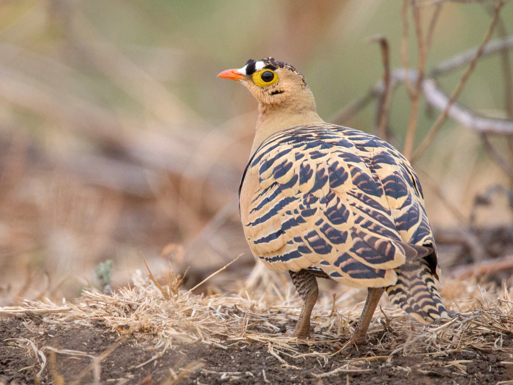 Four-banded Sandgrouse - eBird