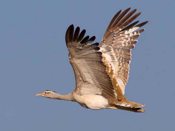 Arabian Bustard - eBird