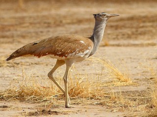 Arabian Bustard - eBird