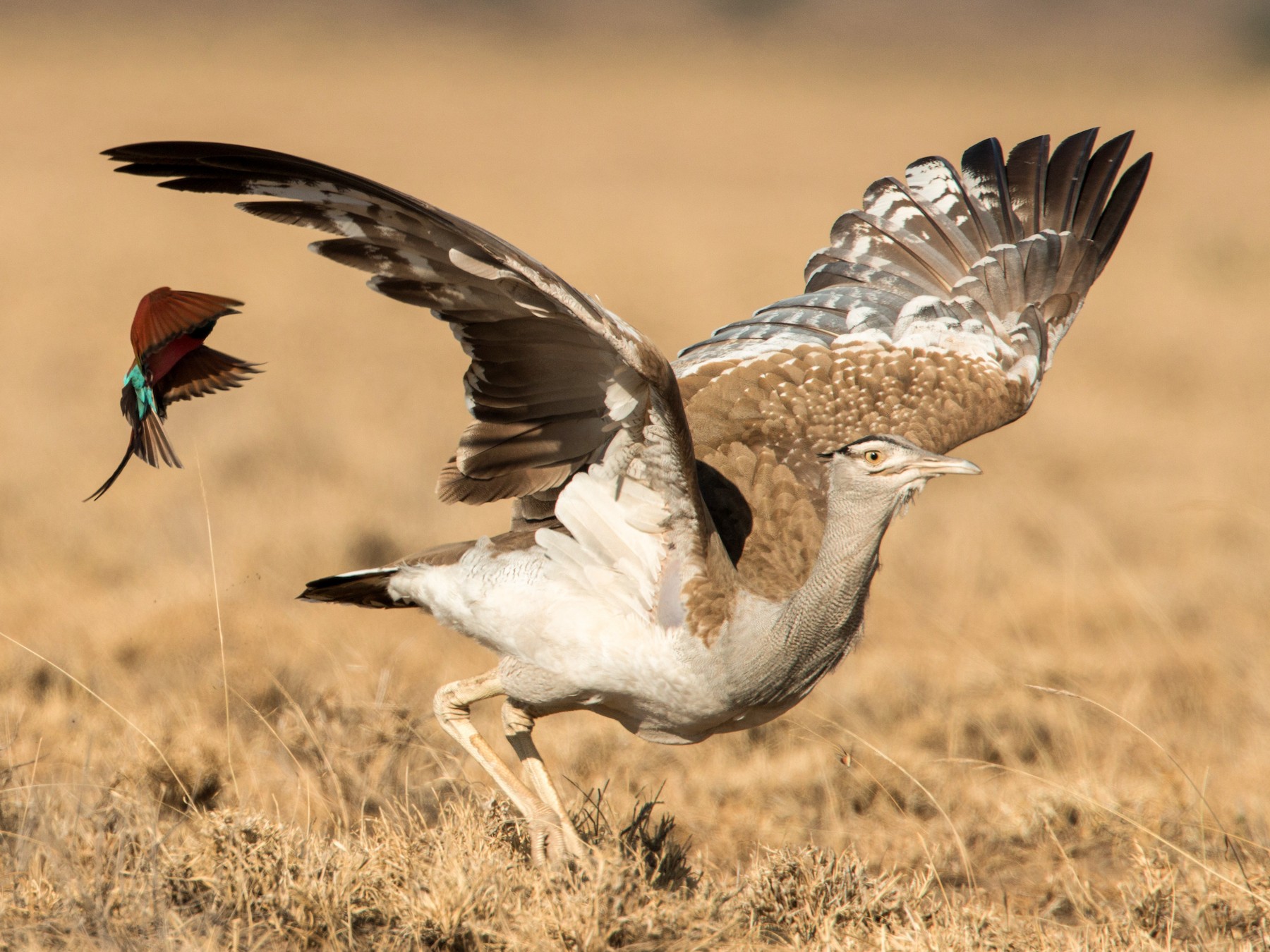 Arabian Bustard - eBird
