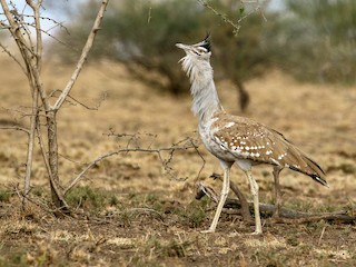 Arabian Bustard - eBird