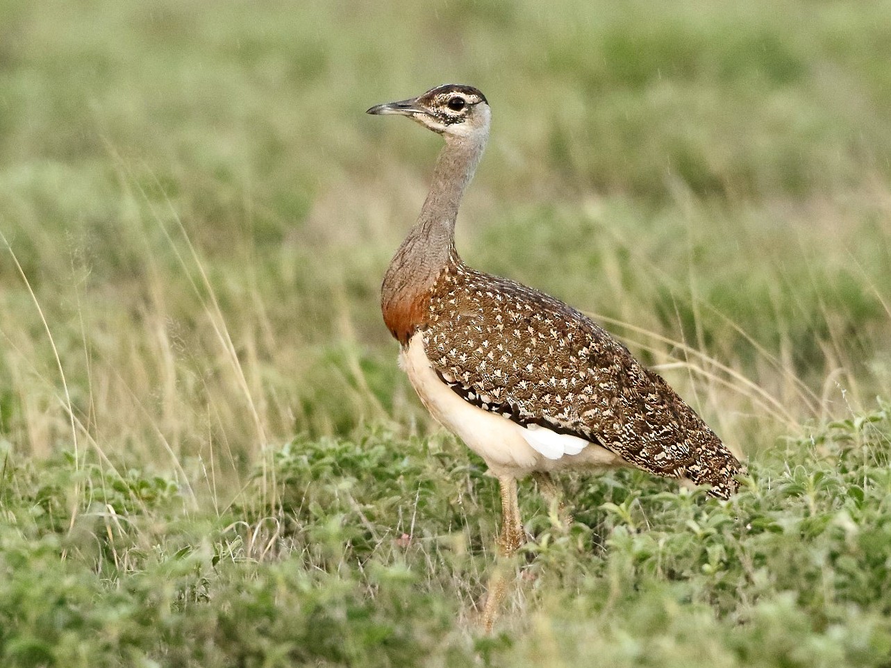 Heuglin's Bustard - eBird
