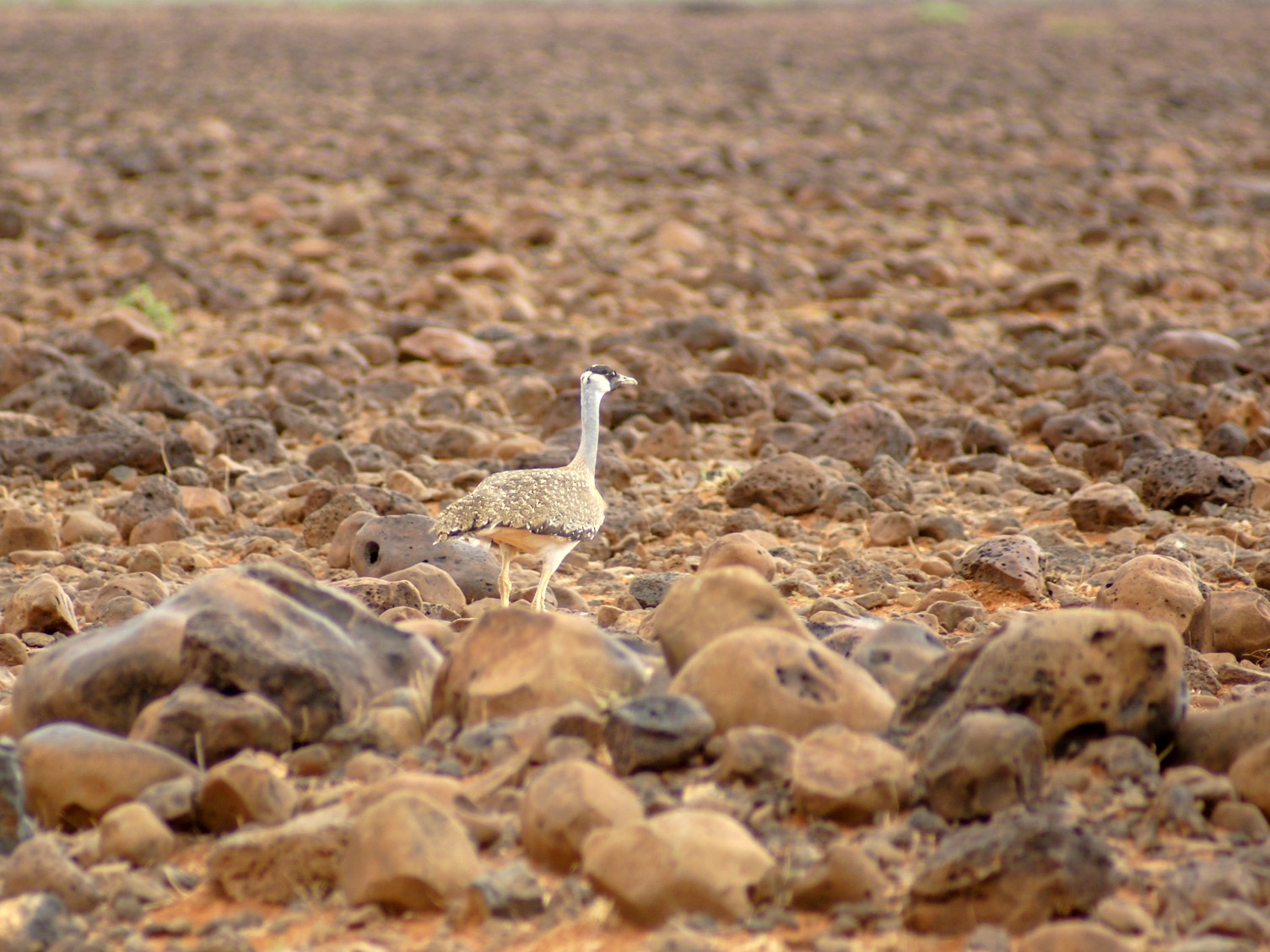 Heuglin's Bustard - eBird