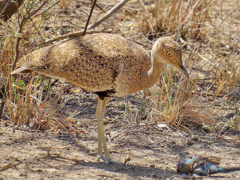 Buff-crested Bustard - eBird