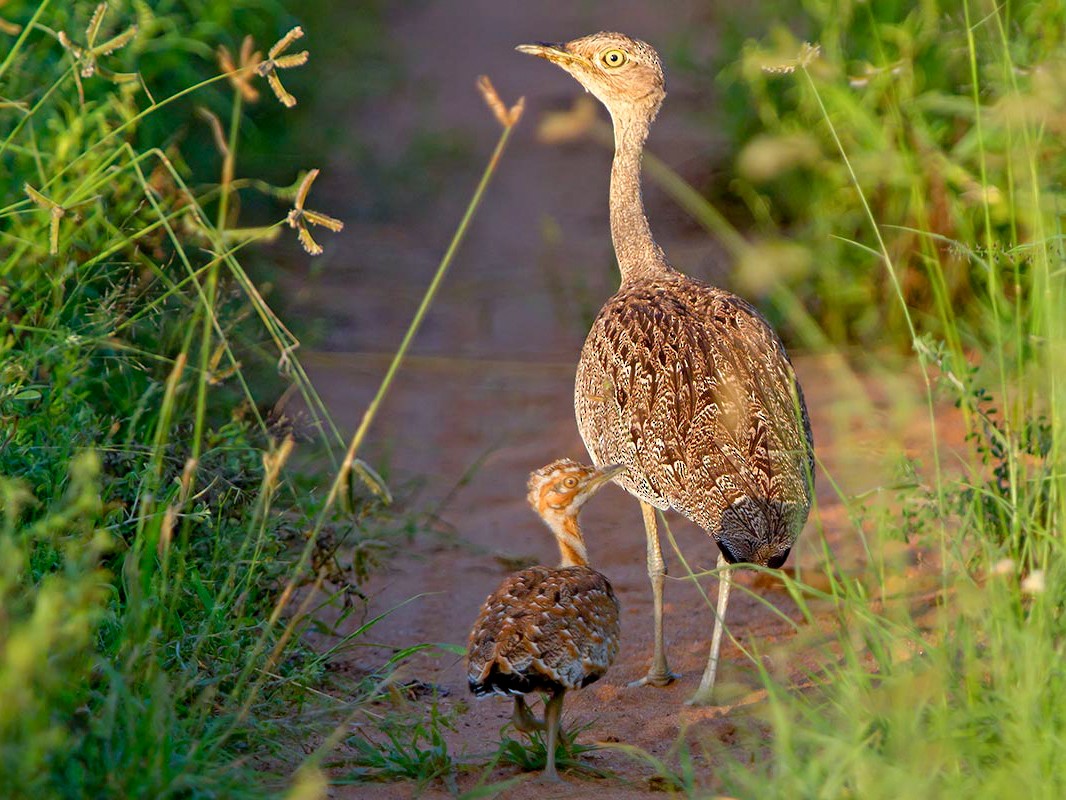 Buff-crested Bustard - eBird
