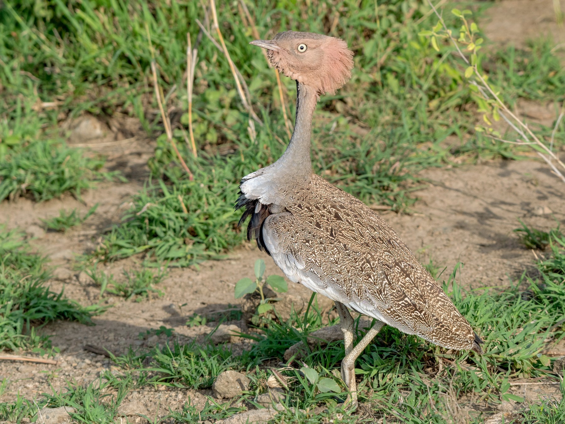 Buff-crested Bustard - eBird