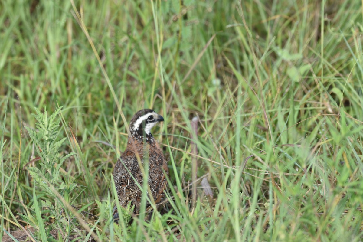 eBird Checklist - 20 Jun 2020 - Attwater Prairie Chicken NWR (CTC 004 ...