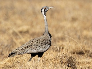 Hartlaub's Bustard - eBird