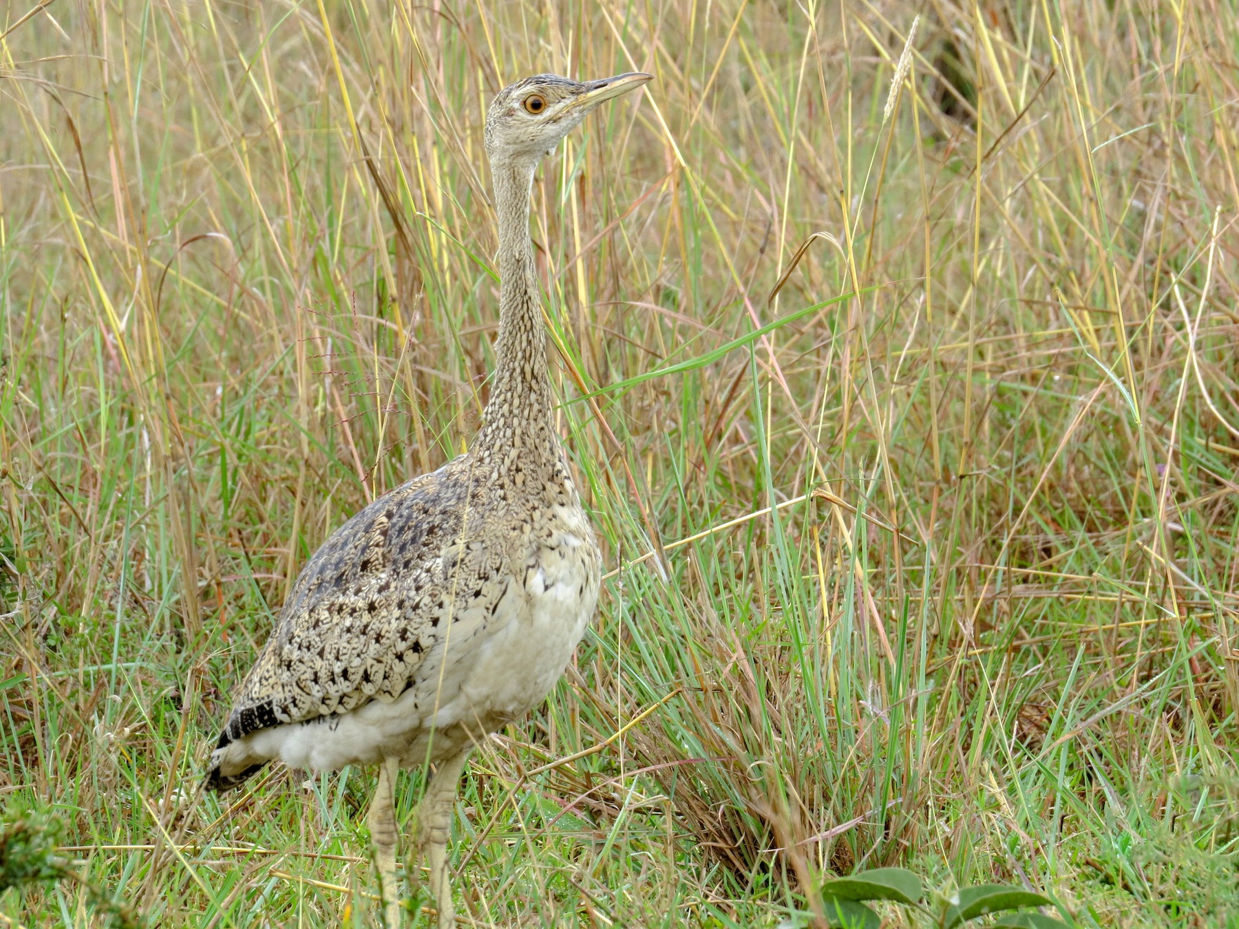 Hartlaub's Bustard - eBird