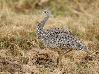 Hartlaub's Bustard - eBird
