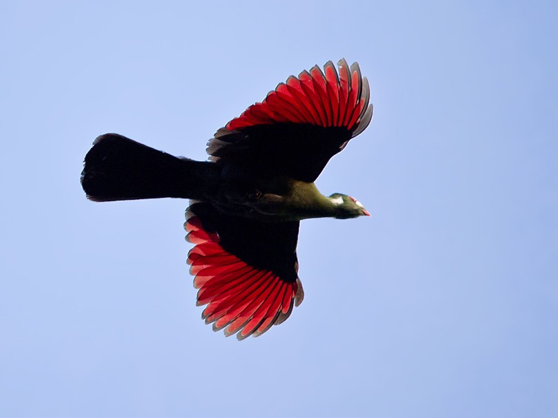 White-cheeked Turaco - eBird