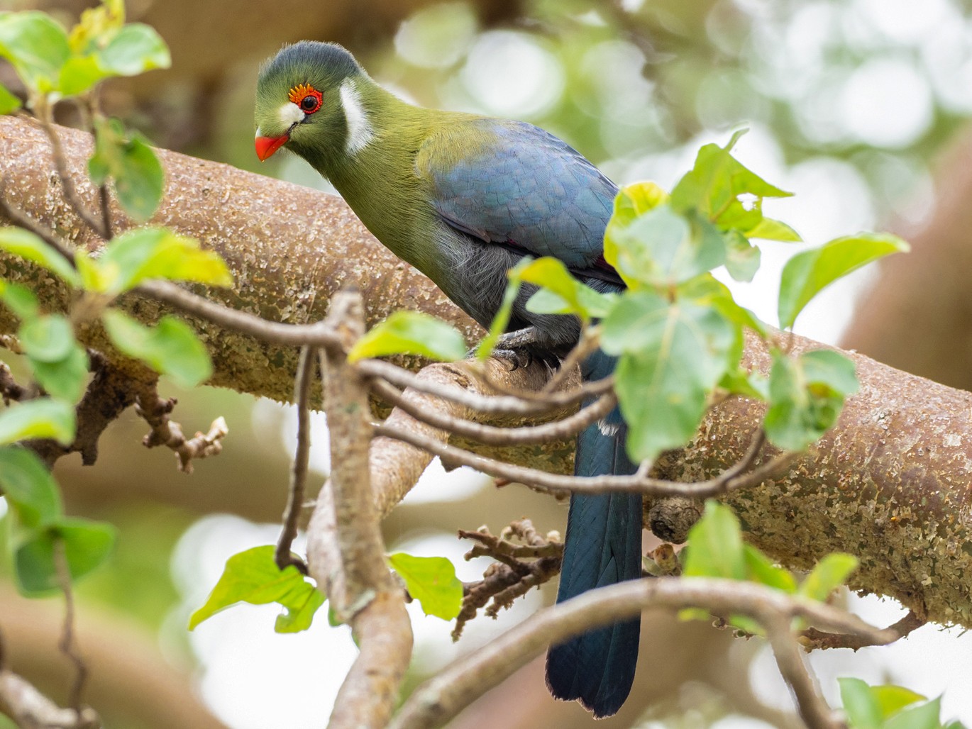 Turaco Cariblanco - eBird