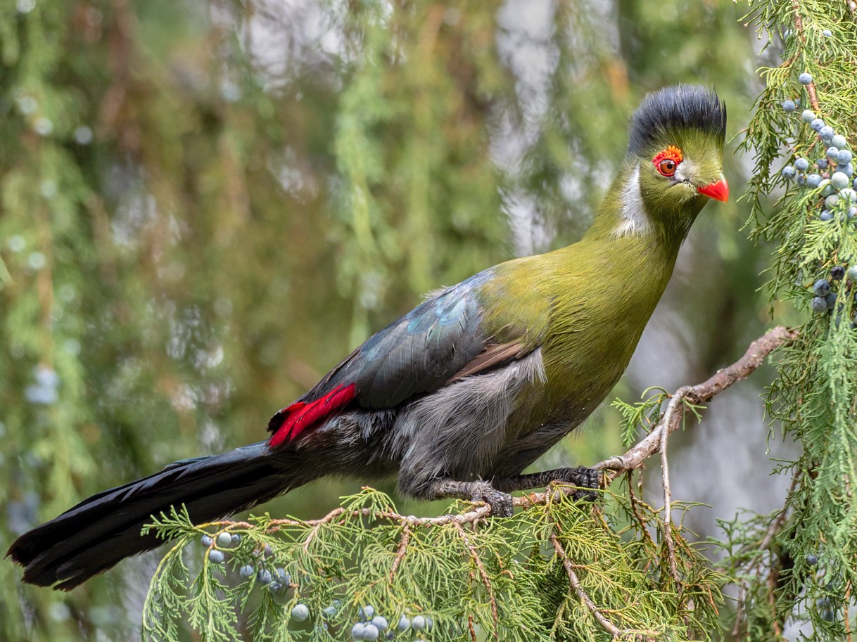 Touraco à joues blanches - eBird