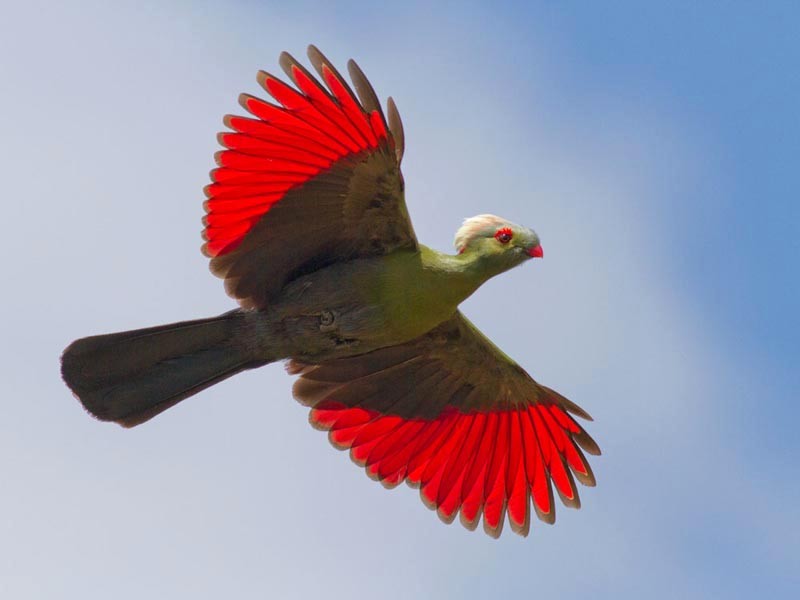 Prince Ruspoli's Turaco - eBird