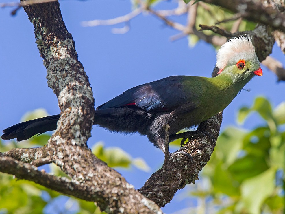 Bird 153 – Ruspoli’s Turaco – Bird of the Week