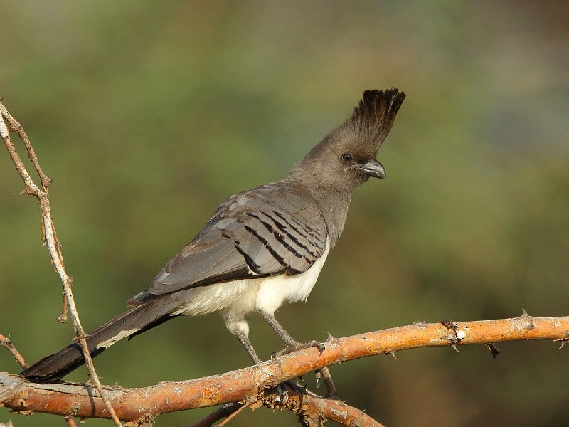 White-bellied Go-away-bird - eBird