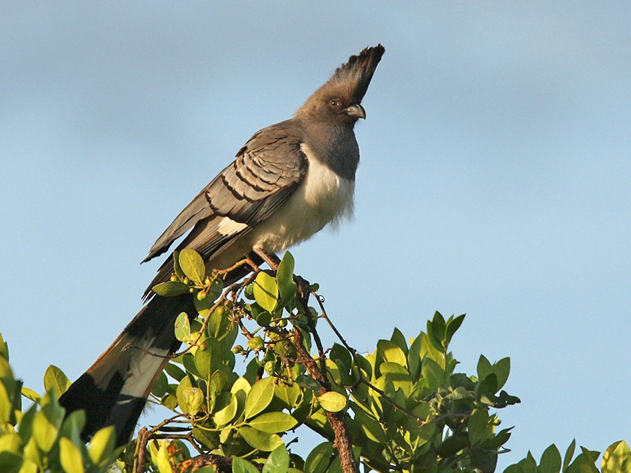 White-bellied Go-away-bird - eBird