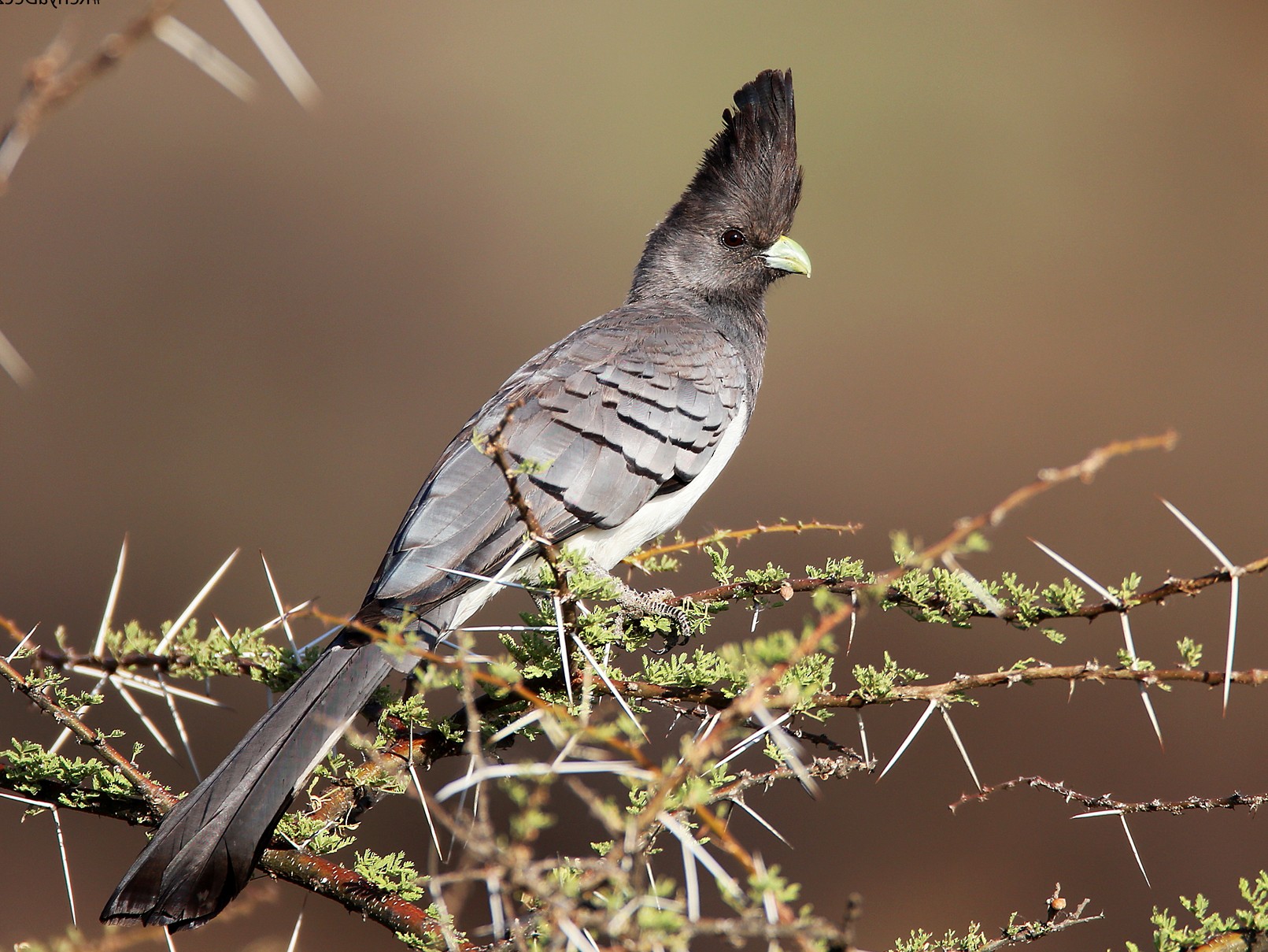 White-bellied Go-away-bird - eBird