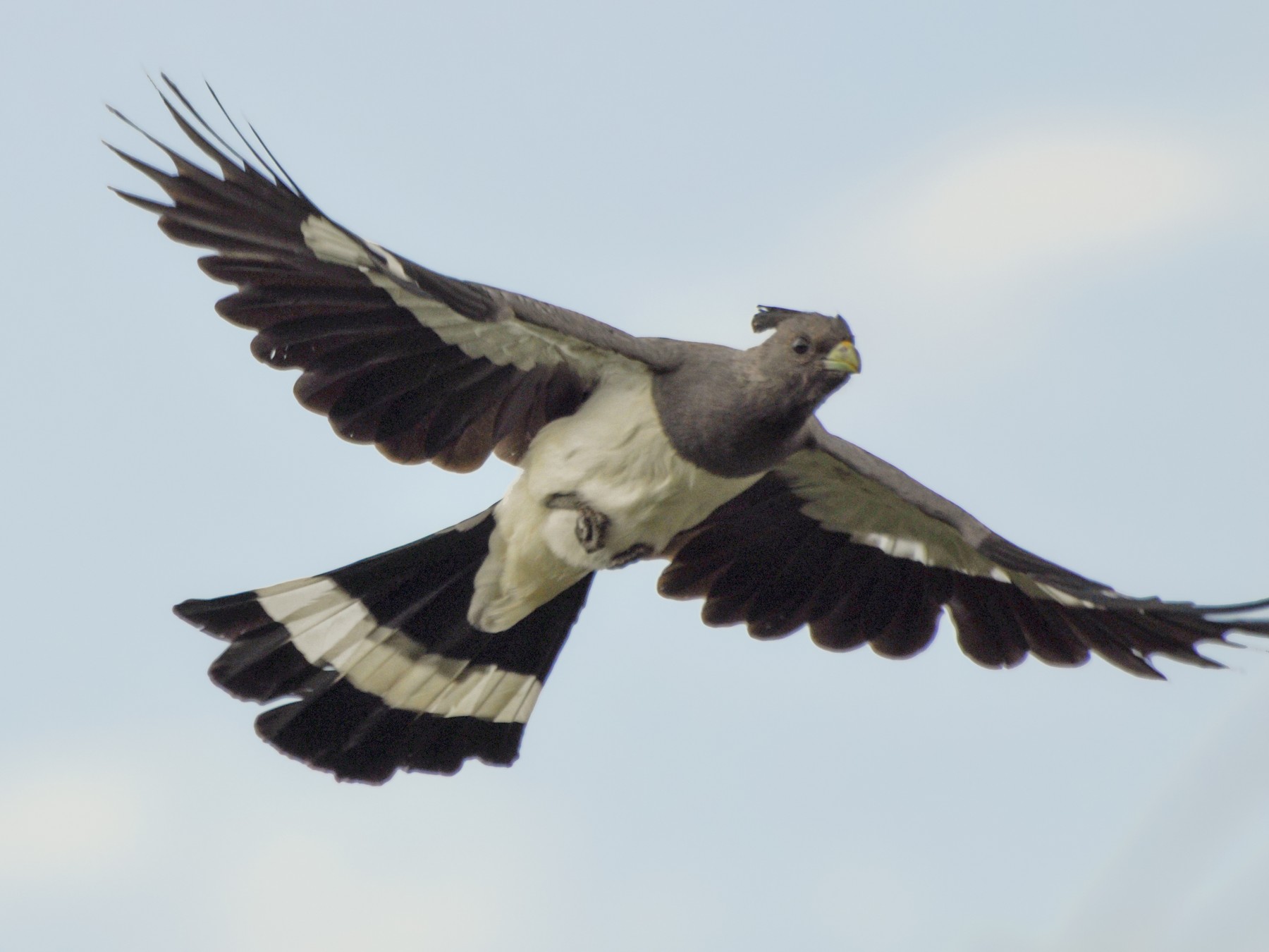 White-bellied Go-away-bird - eBird