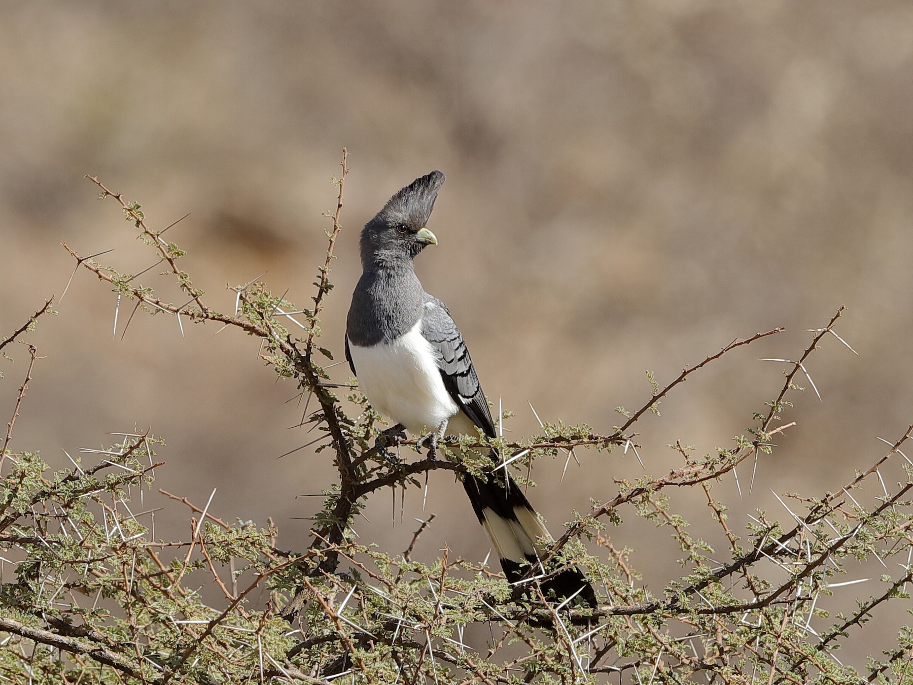 White-bellied Go-away-bird - eBird