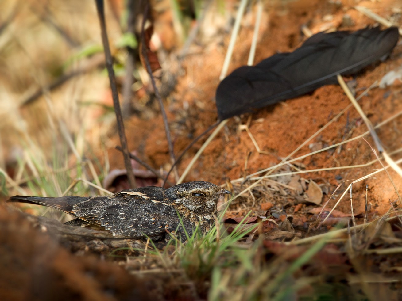 Standard-winged Nightjar - eBird