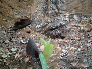 Standard-winged Nightjar - eBird