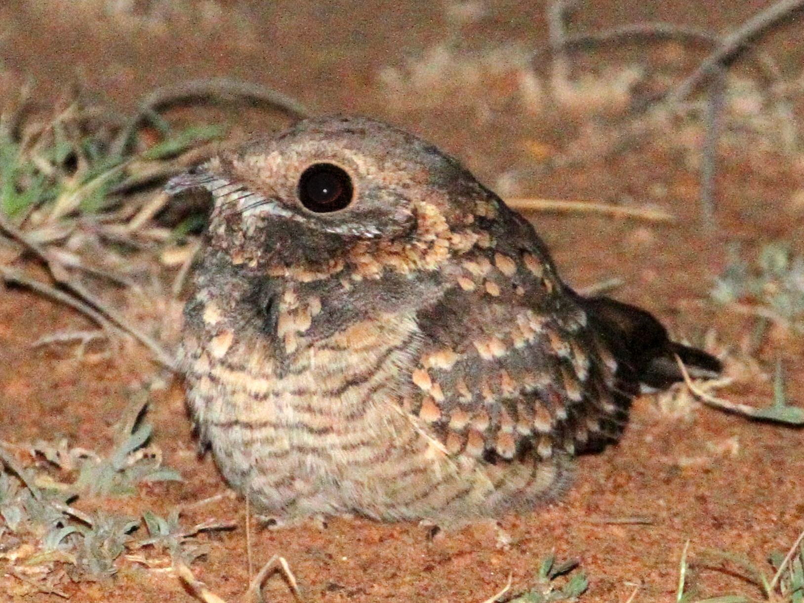 Sombre Nightjar - eBird