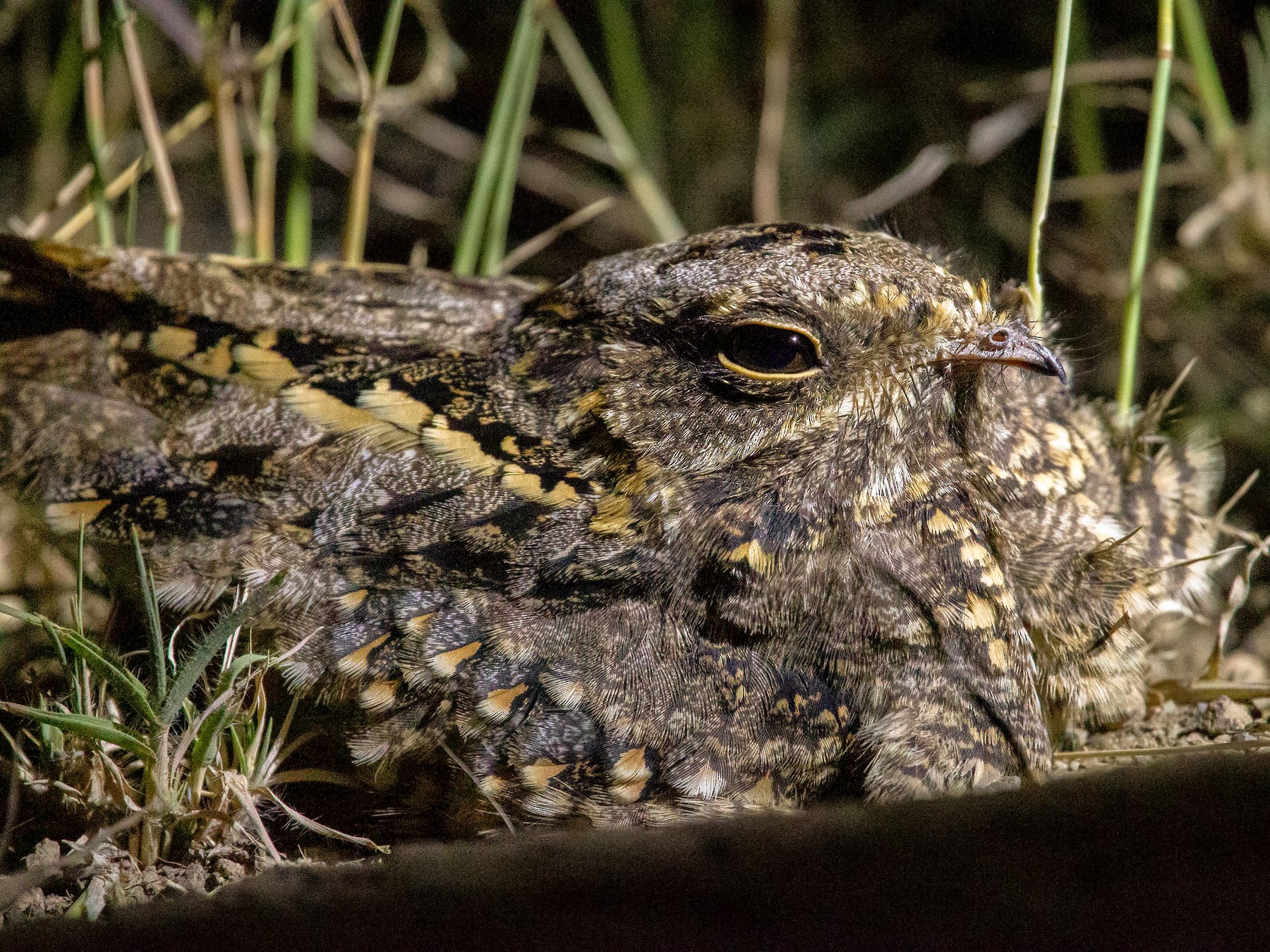 Sombre Nightjar - eBird