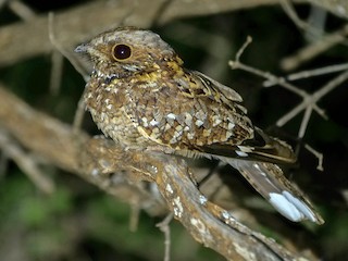 Donaldson Smith's Nightjar - eBird
