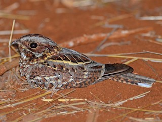 Donaldson Smith's Nightjar - eBird