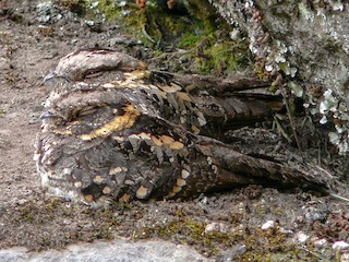 Montane Nightjar (Abyssinian) - eBird