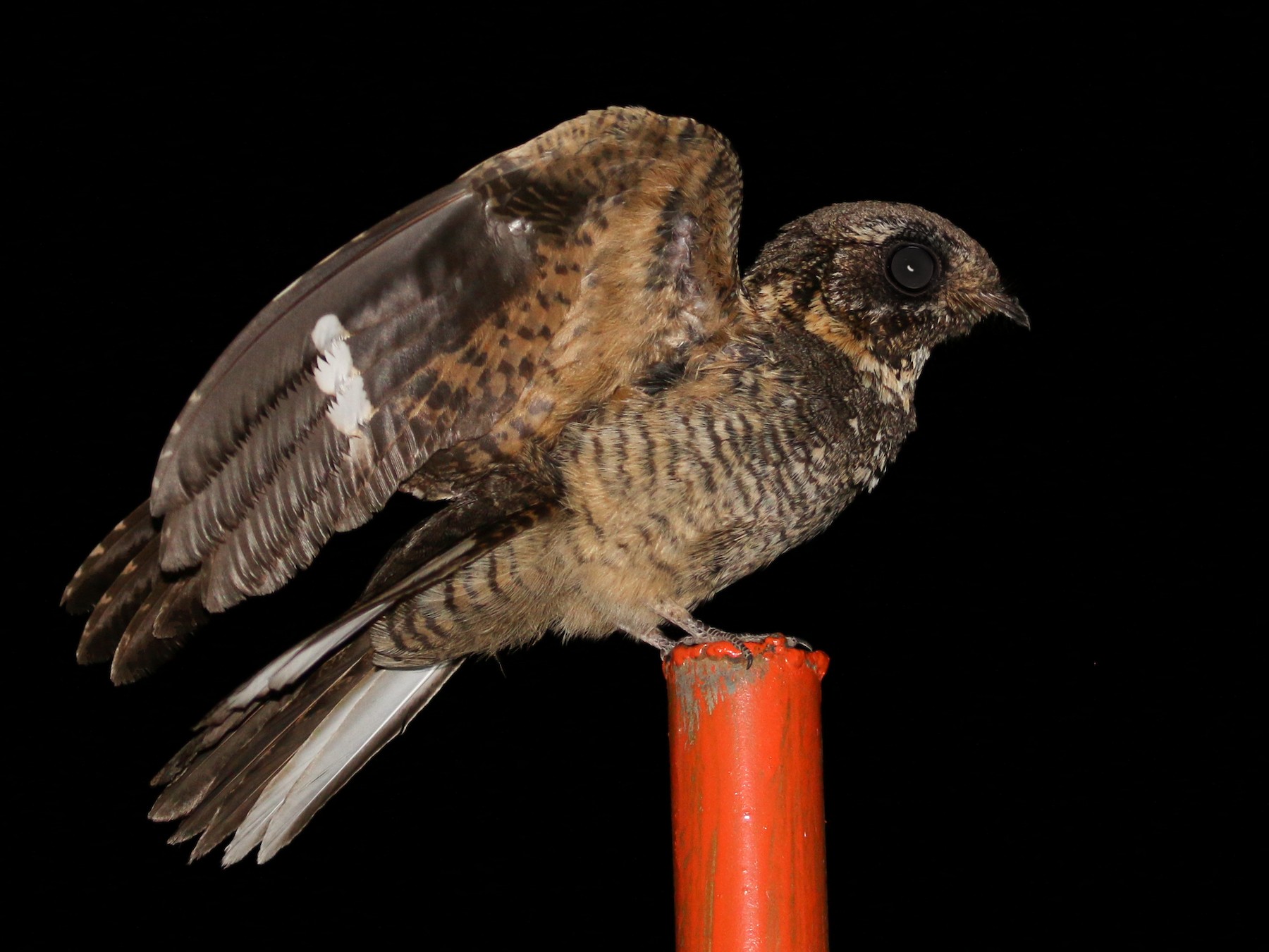 Engoulevent d'Abyssinie - eBird