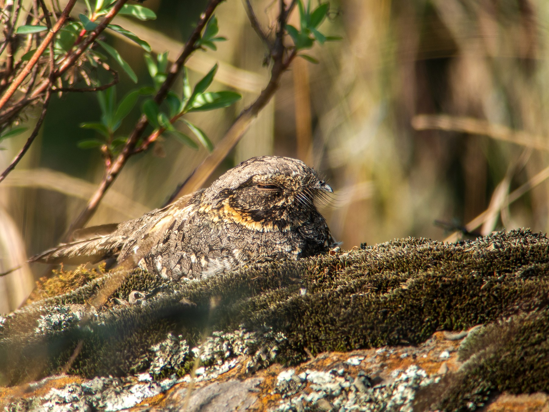 Montane Nightjar - eBird