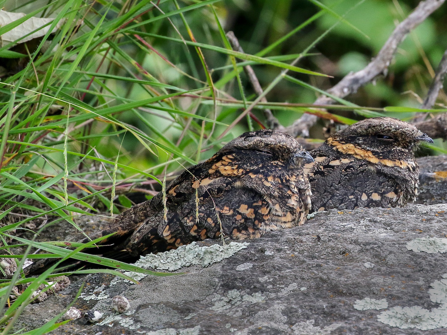 Montane Nightjar - eBird