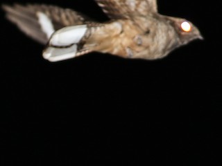 Nightjar Flying Nightjar Bird Facts | Caprimulgus Europaeus