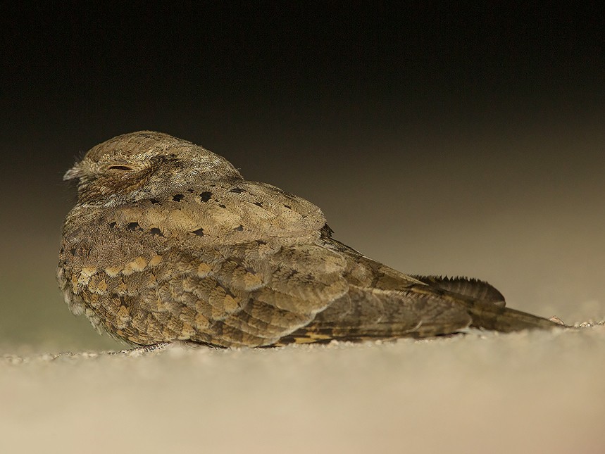 Plain Nightjar - eBird