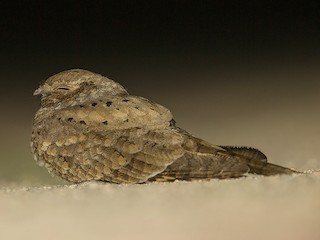 Plain Nightjar - eBird