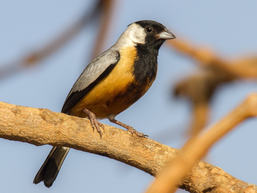 Coal-crested Finch - eBird