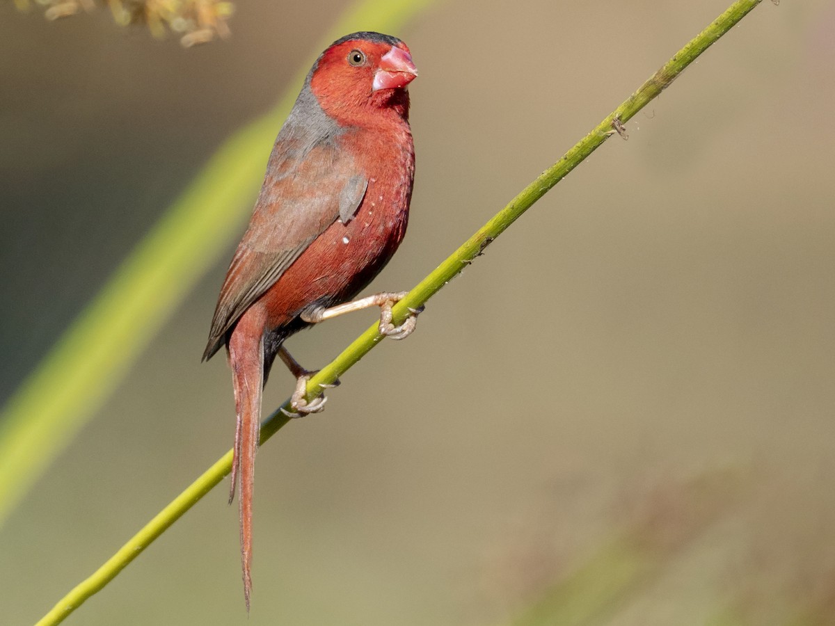 Crimson Finch - Neochmia phaeton - Birds of the World