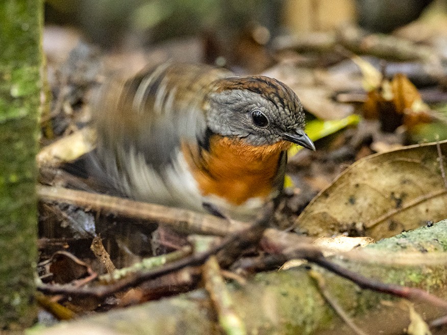Australian Logrunner - eBird