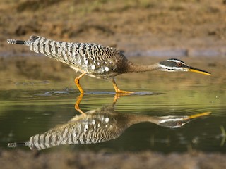 Sunbittern - eBird